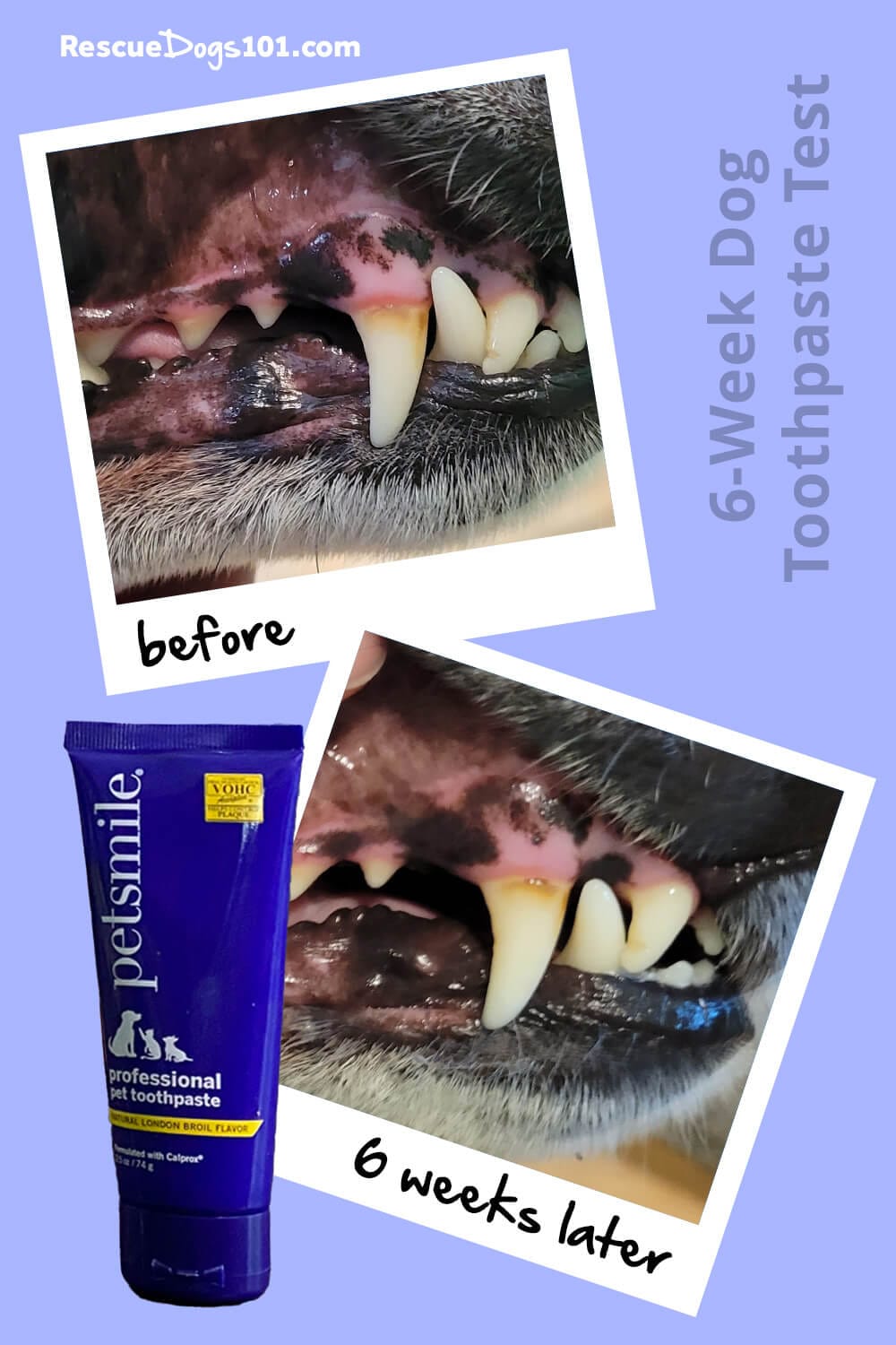The best dog toothpaste (vet recommended dental care)