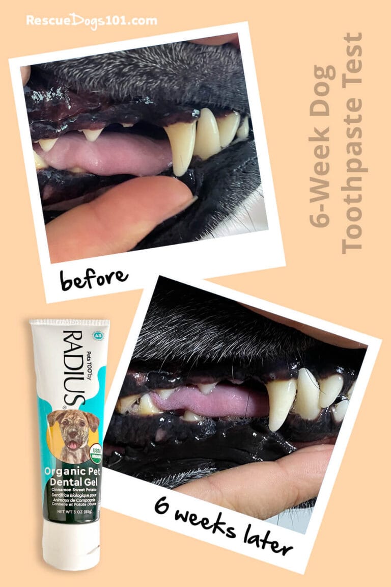 The best dog toothpaste (vet recommended dental care)