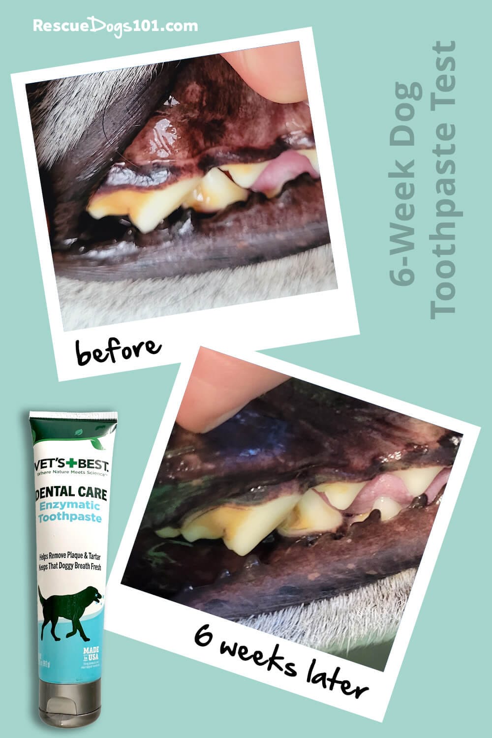 The best dog toothpaste (vet recommended dental care)