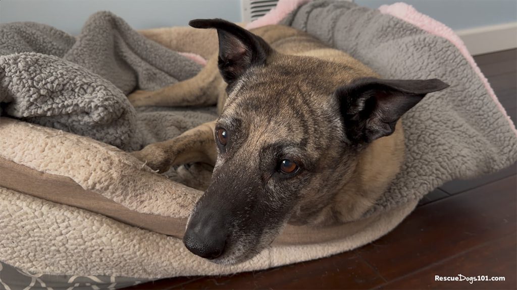 Holiday Stress in Dogs (and How to Help)